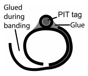 RFID Leg Bands for Efficient Animal Tracking | VodaIQ