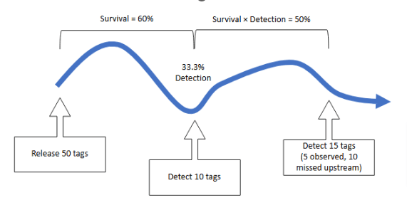 The Integral Role of PIT Tags in Understanding and Conserving Biodiversity