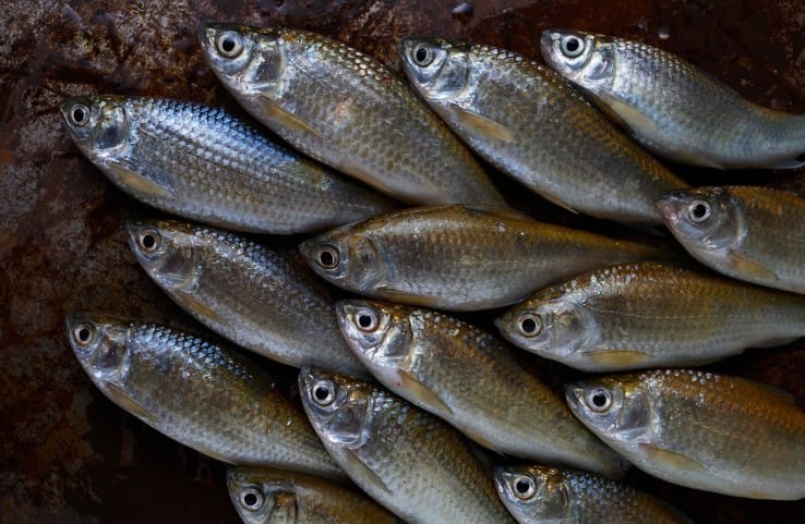 Best Sedatives to Use: The Pros and Cons of the Sedatives Available