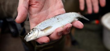 How to Integrate PIT Tags with Big Fin Boards?