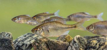 The Integral Role of PIT Tags in Understanding and Conserving Biodiversity